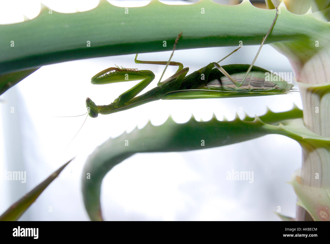 Praying insect hi-res stock photography and images - Alamy