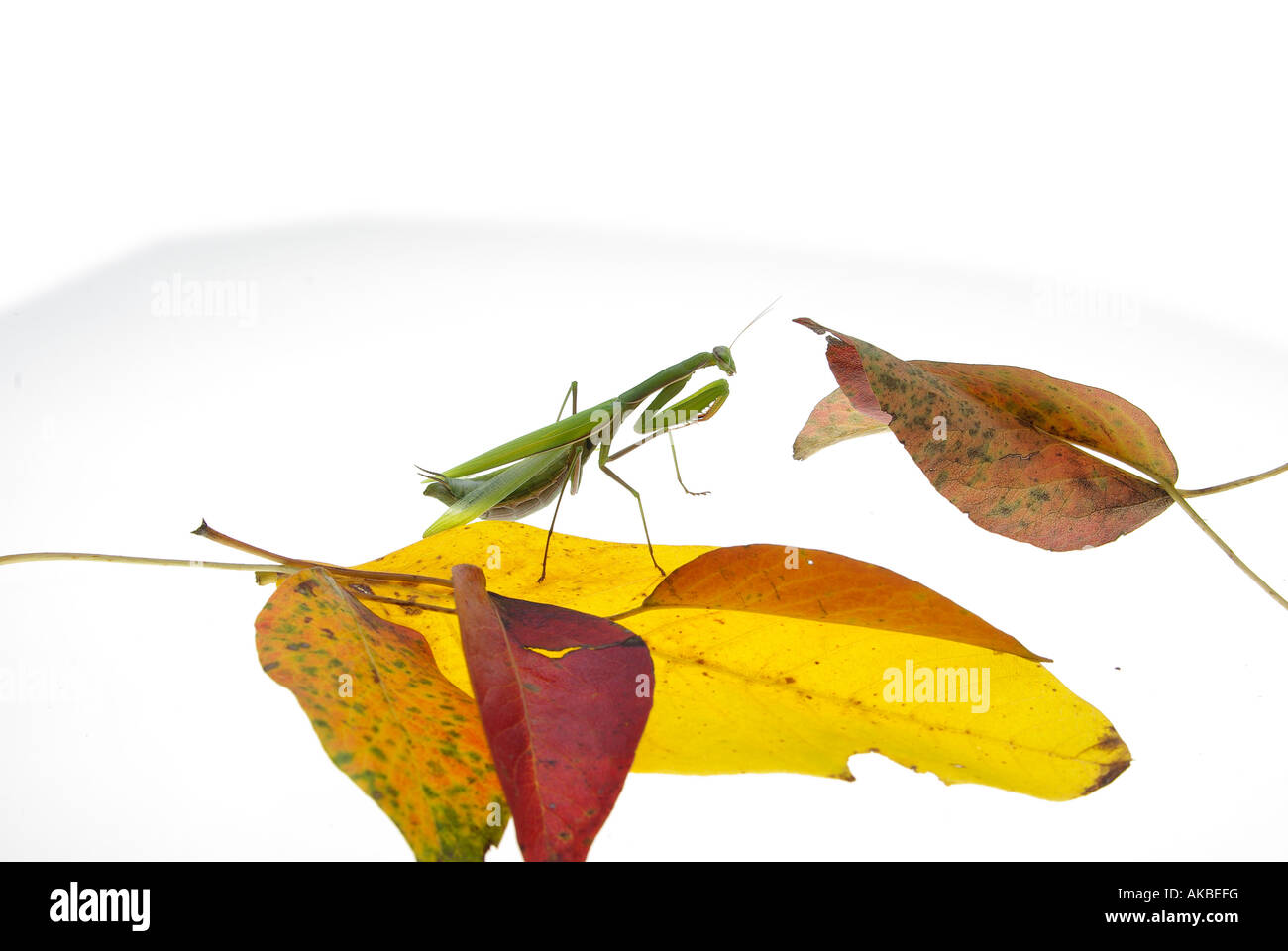 praying insect mantis Stock Photo - Alamy