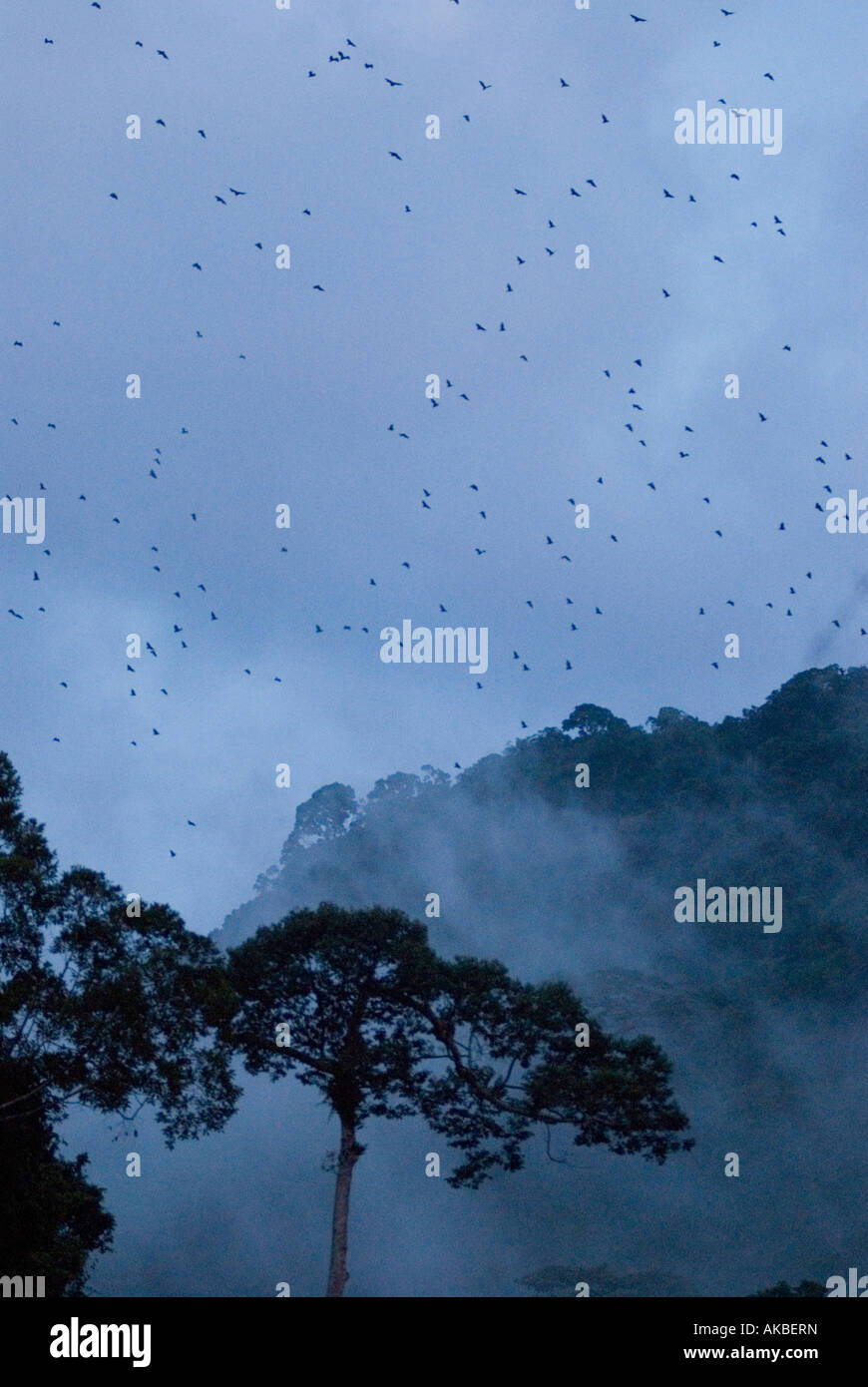 Flying foxes flying river hi-res stock photography and images - Alamy