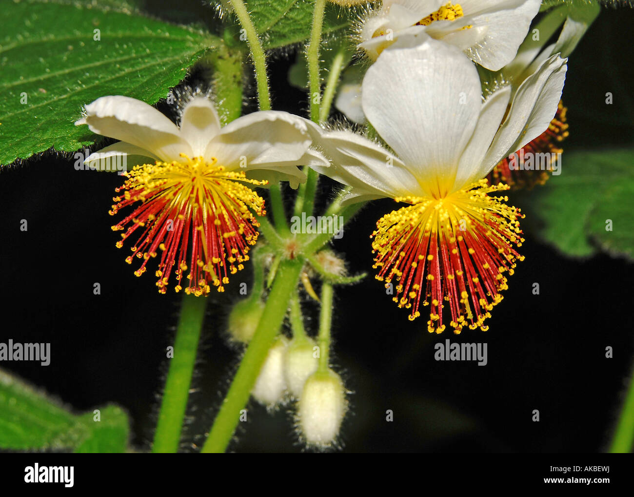 Sparmannia africana hi-res stock photography and images - Alamy