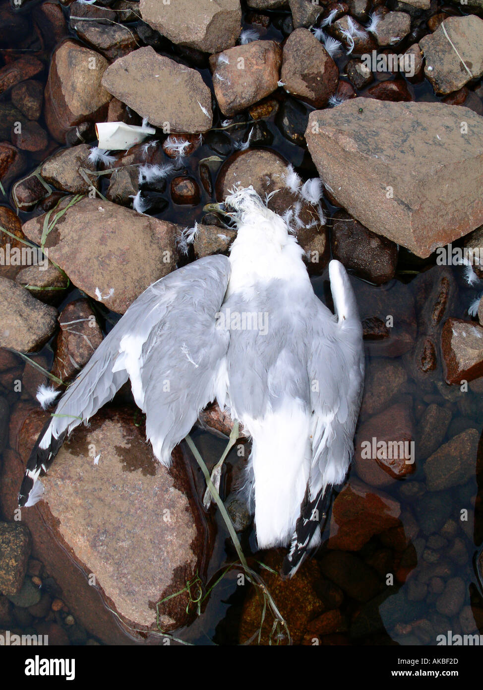Death birdflu hi-res stock photography and images - Alamy