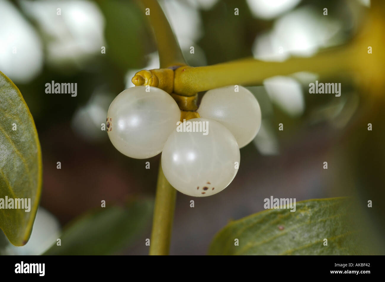 Mistletoe round hi-res stock photography and images - Alamy