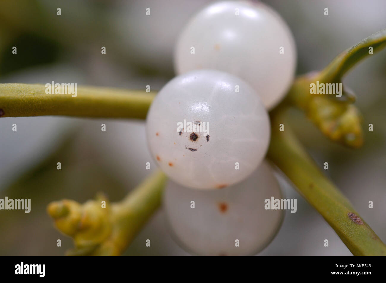 Mistletoe round hi-res stock photography and images - Alamy