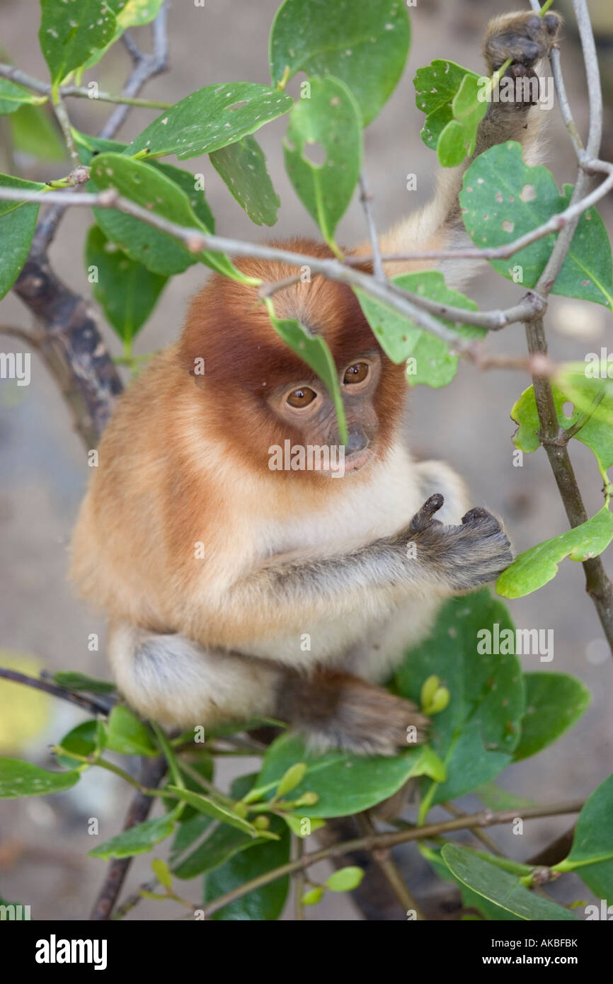 Juvenile proboscis monkey feeding on mangrove leaves in Bako National ...