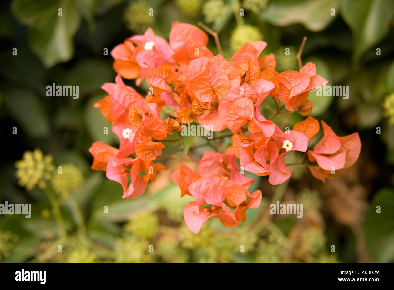 Morocco flowers hi-res stock photography and images - Alamy