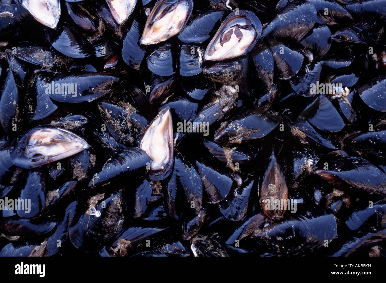 Mussell hi-res stock photography and images - Alamy