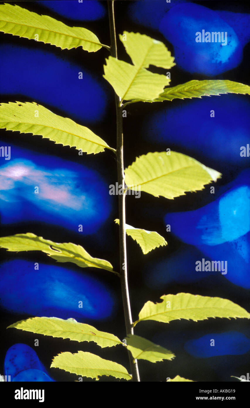 Yellow backlit background hi-res stock photography and images - Alamy