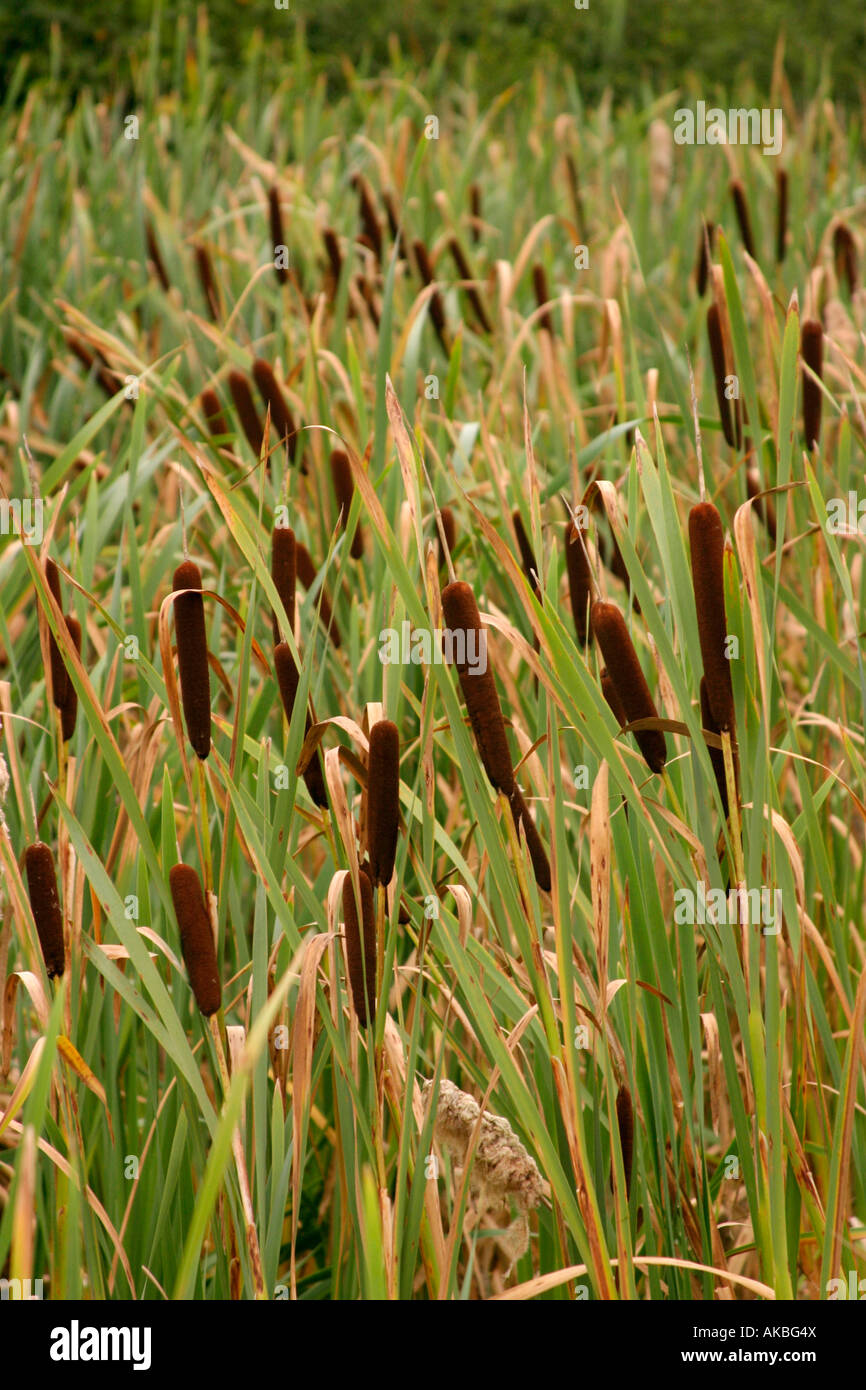 bull rushes Stock Photo - Alamy bull rushes Stock Photo - Alamy