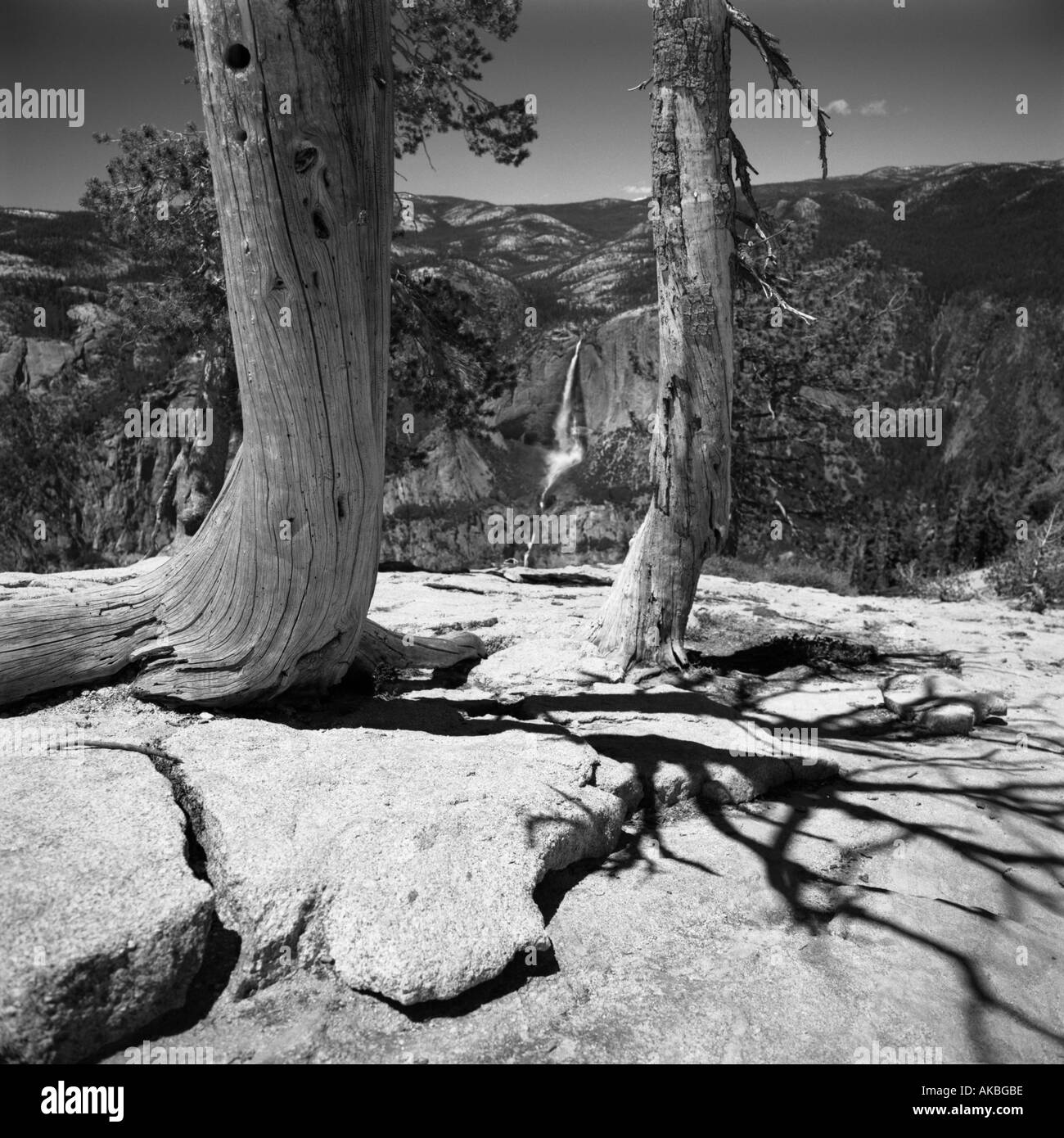 Ansel adams tree yosemite hi-res stock photography and images - Alamy