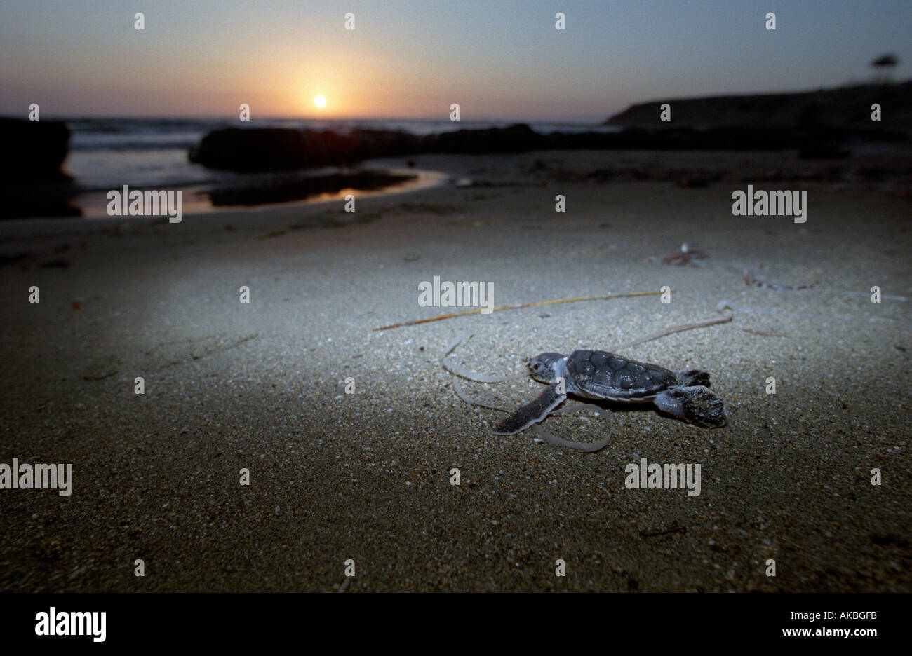 Loggerhead turtles cyprus hi-res stock photography and images - Alamy