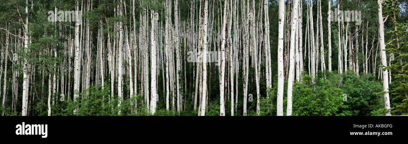 panoramic aspen trees Stock Photo - Alamy
