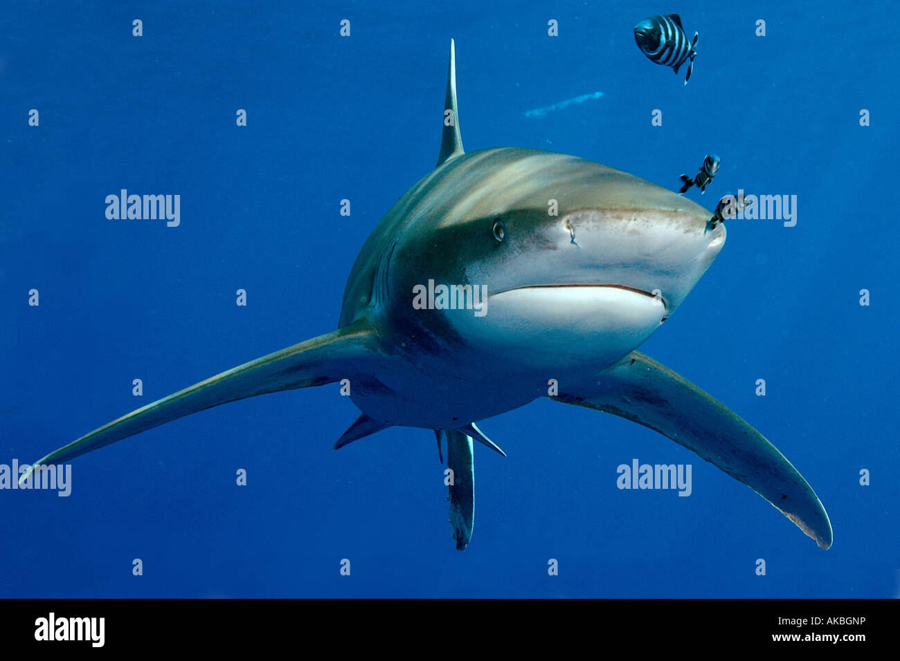oceanic white tip shark Carcharinus longimanus Elphinstone Reef Red Sea ...