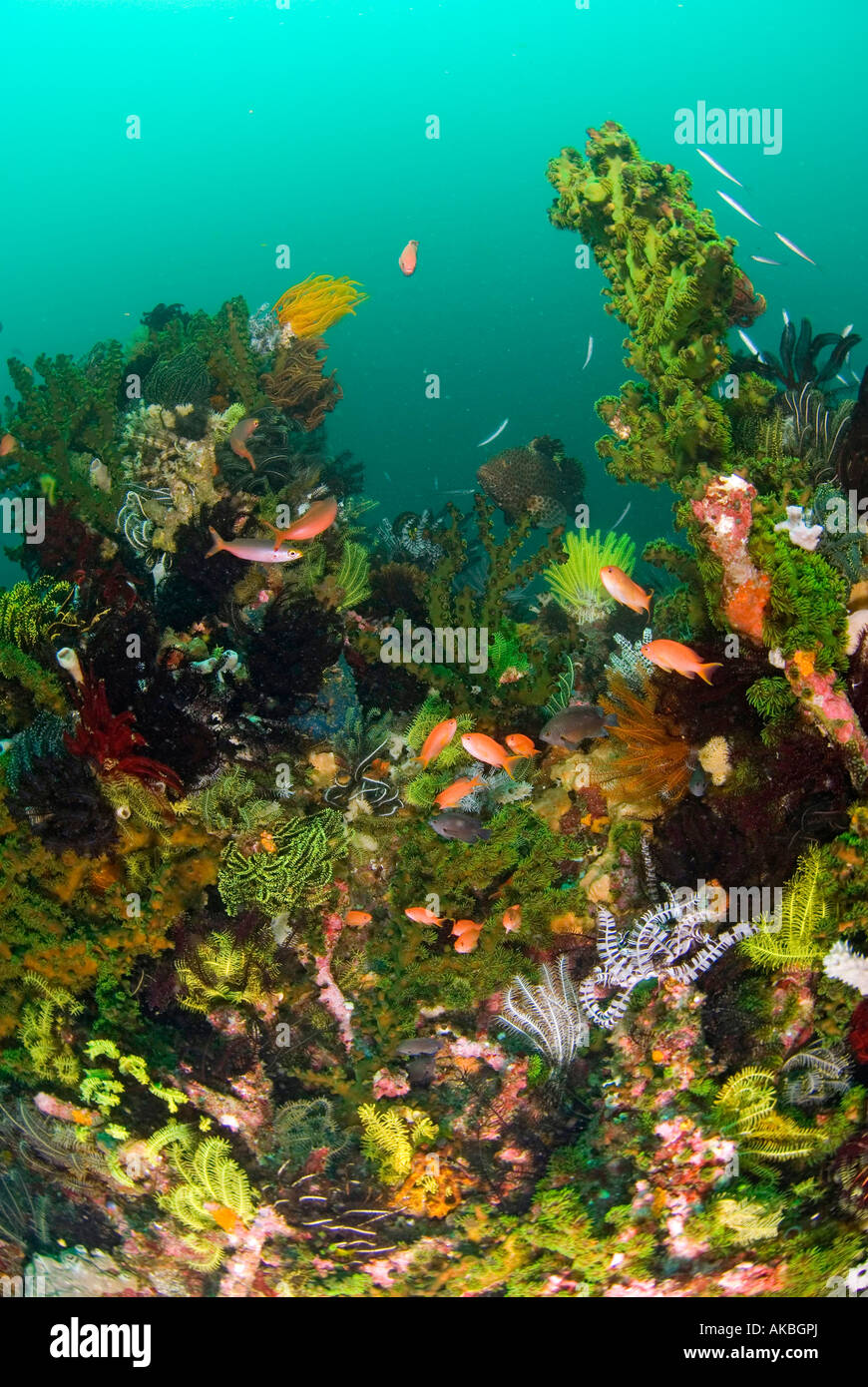 Rich colorful coral reef Stock Photo - Alamy