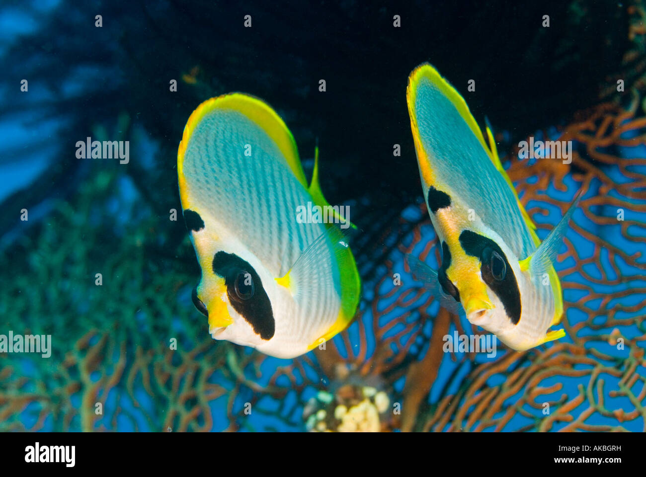Panda butterfly hi-res stock photography and images - Alamy