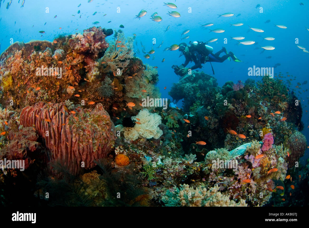 Scubadiver exploring a coral reef Stock Photo - Alamy