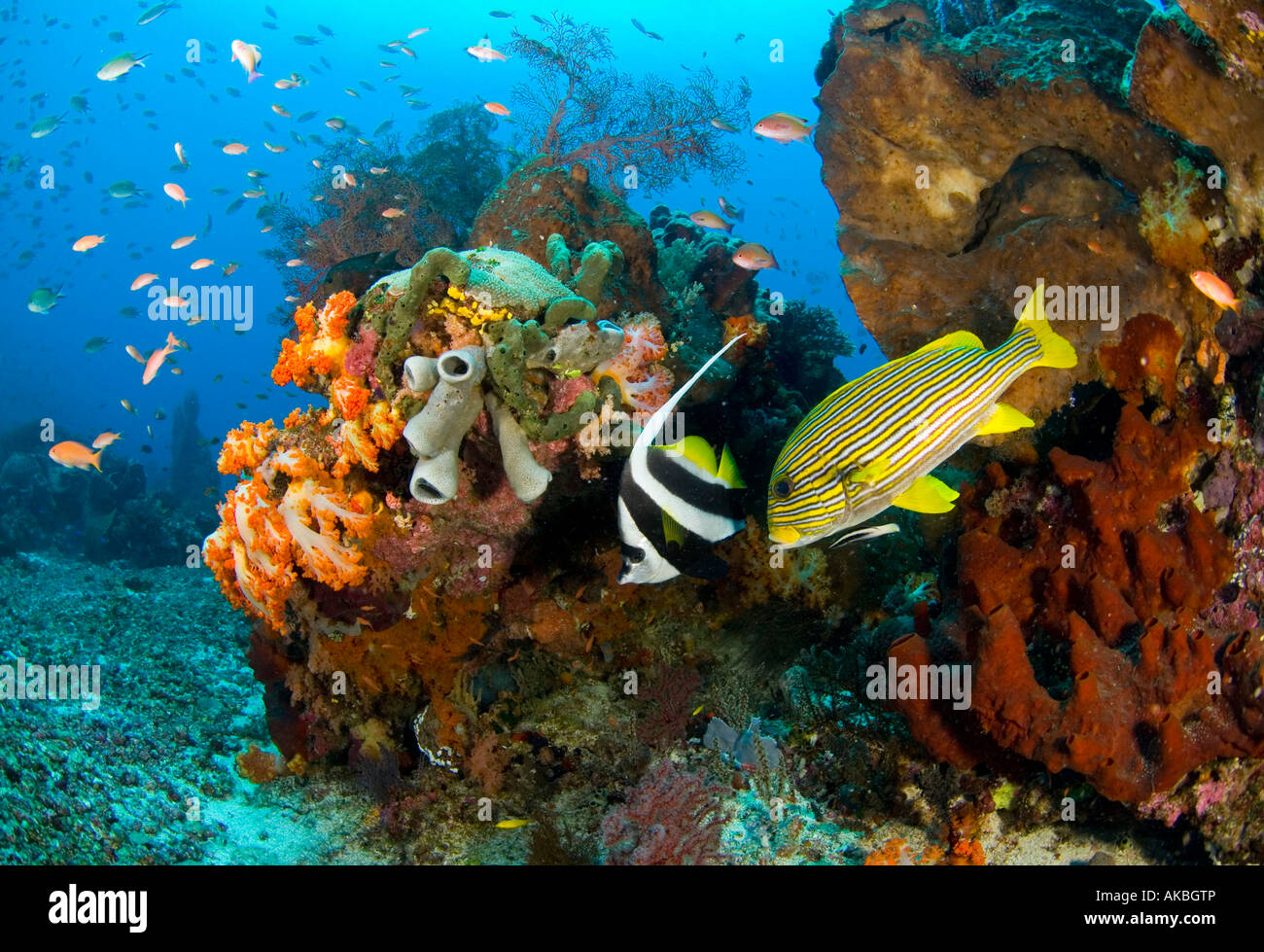 Coral patch with variuos kinds of tropical fish Stock Photo - Alamy