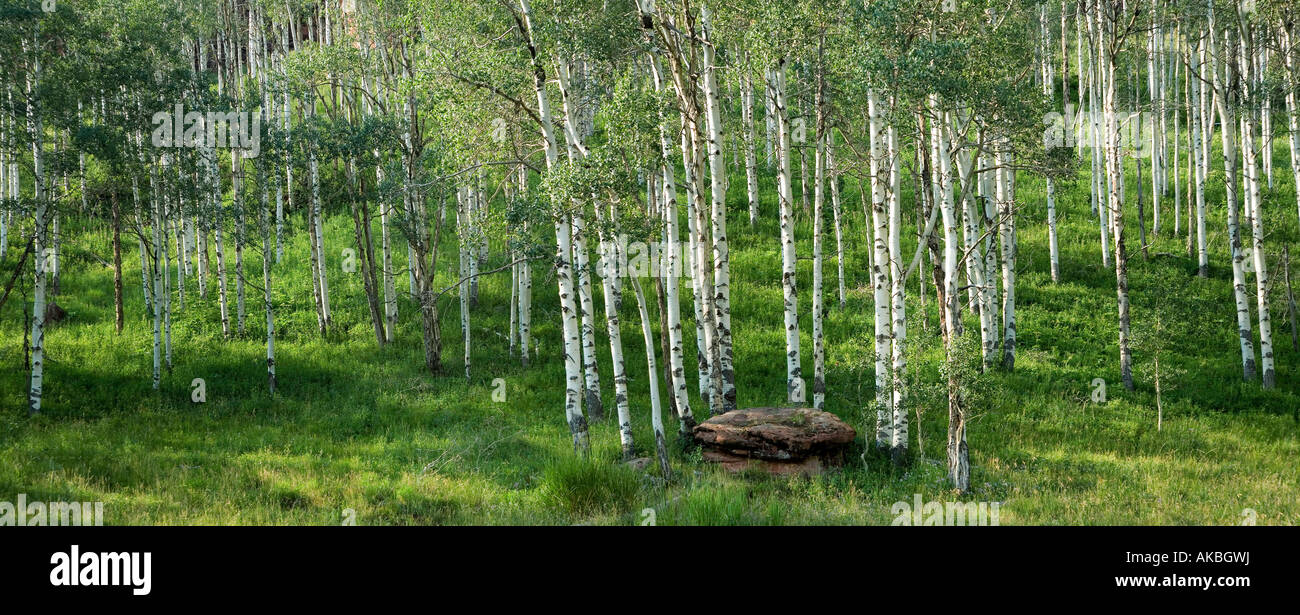 panoramic of aspen trees Stock Photo - Alamy