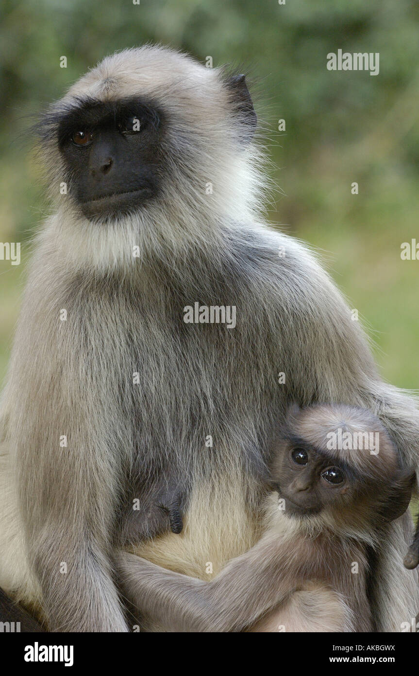 Hanuman Langurs or Black-faced, Common or Grey Langur Mother & baby in ...