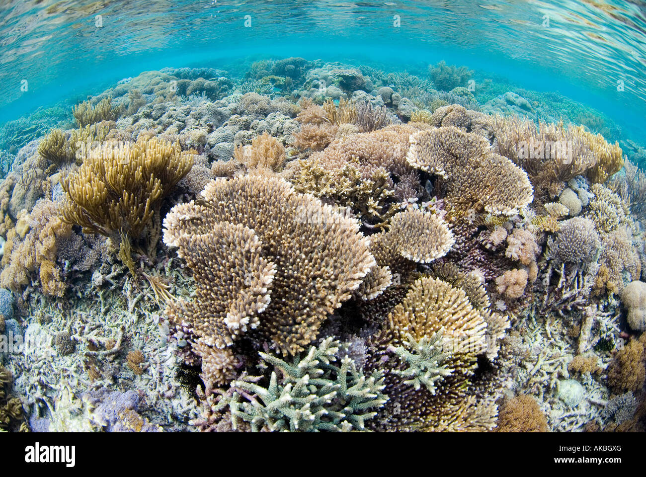 Healthy coral garden hi-res stock photography and images - Alamy