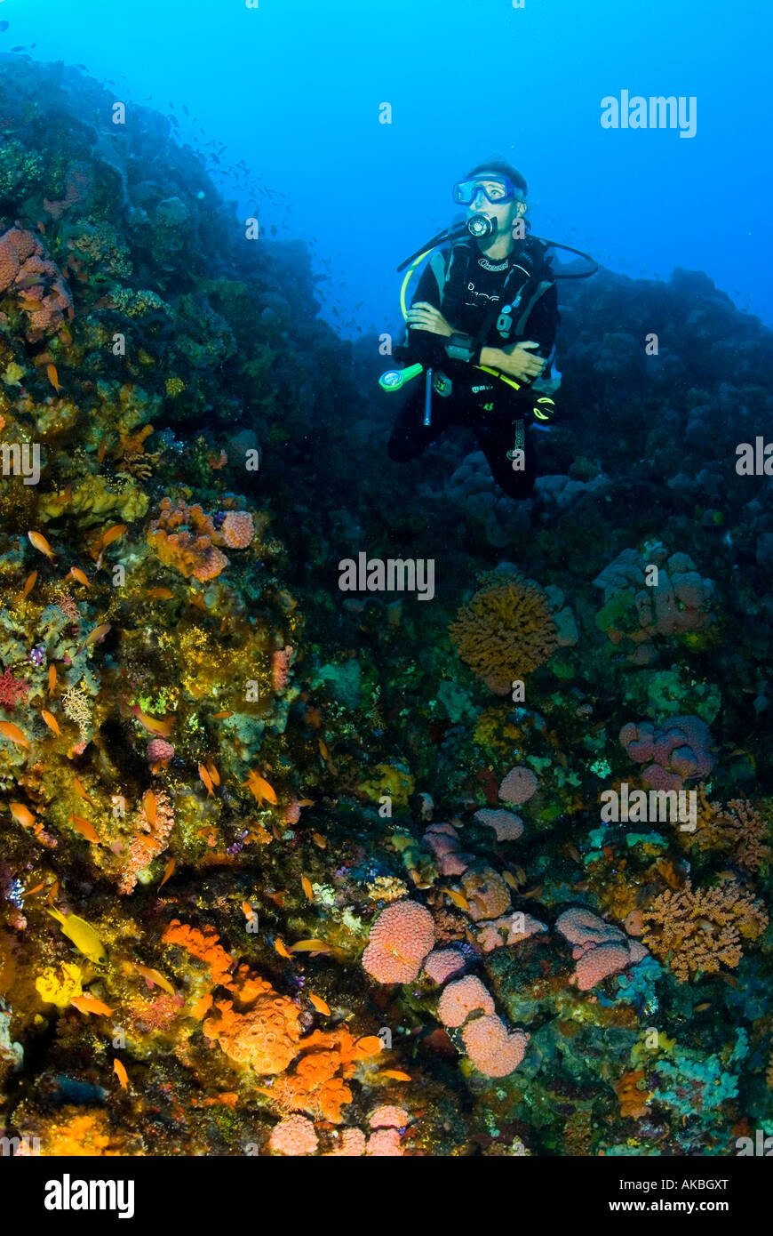 Scubadiver over a coral covered boulders Stock Photo - Alamy