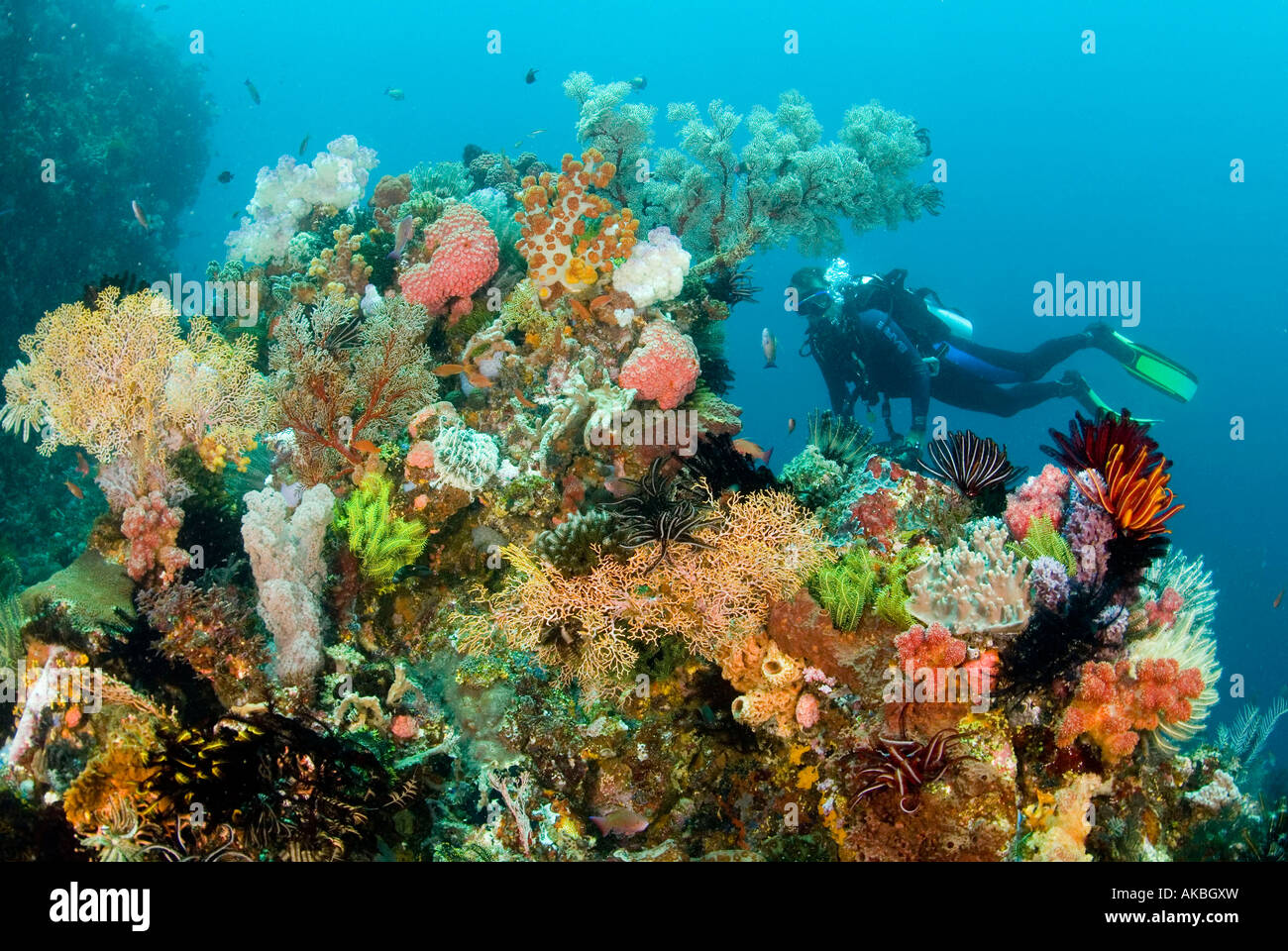 Marine life spectrum hi-res stock photography and images - Alamy