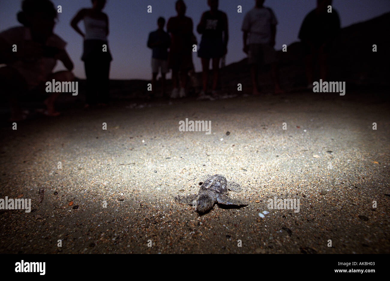 Loggerhead Turtles hatching on a beach on Cyprus Stock Photo - Alamy