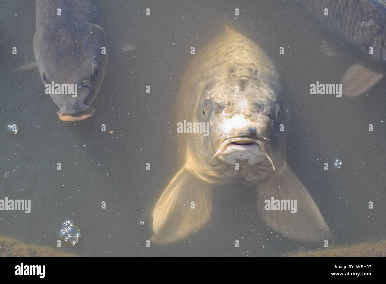 A large Carp in a garden pond Stock Photo - Alamy
