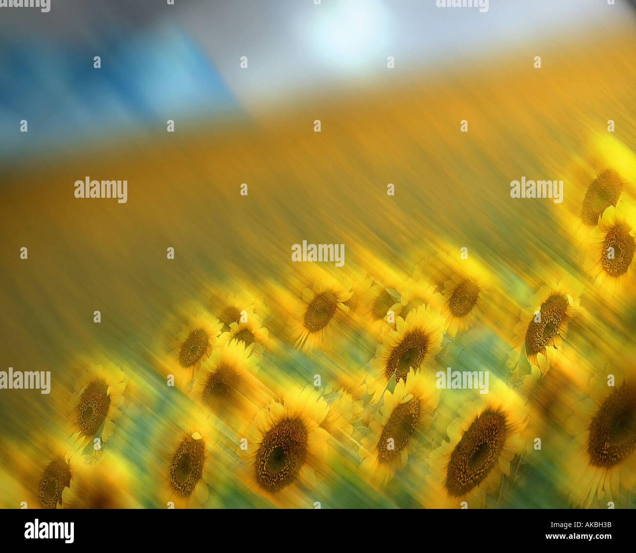 Wind moving flowers hi-res stock photography and images - Alamy