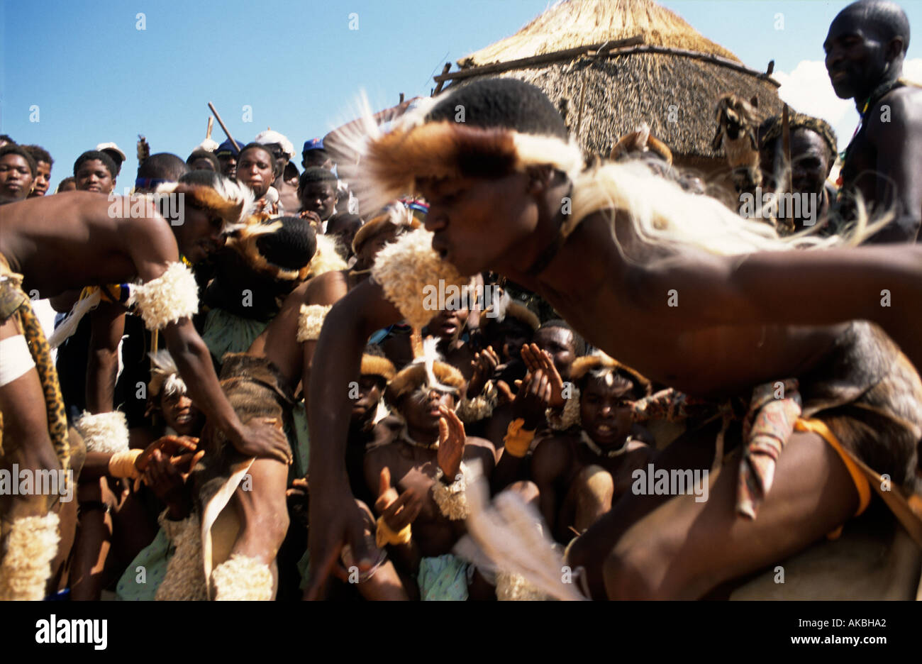 A local villager performing the Zulu dance South Africa Stock Photo - Alamy
