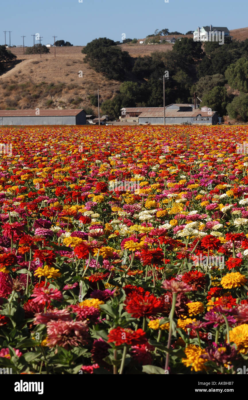 Field of Wildflowers Stock Photo - Alamy