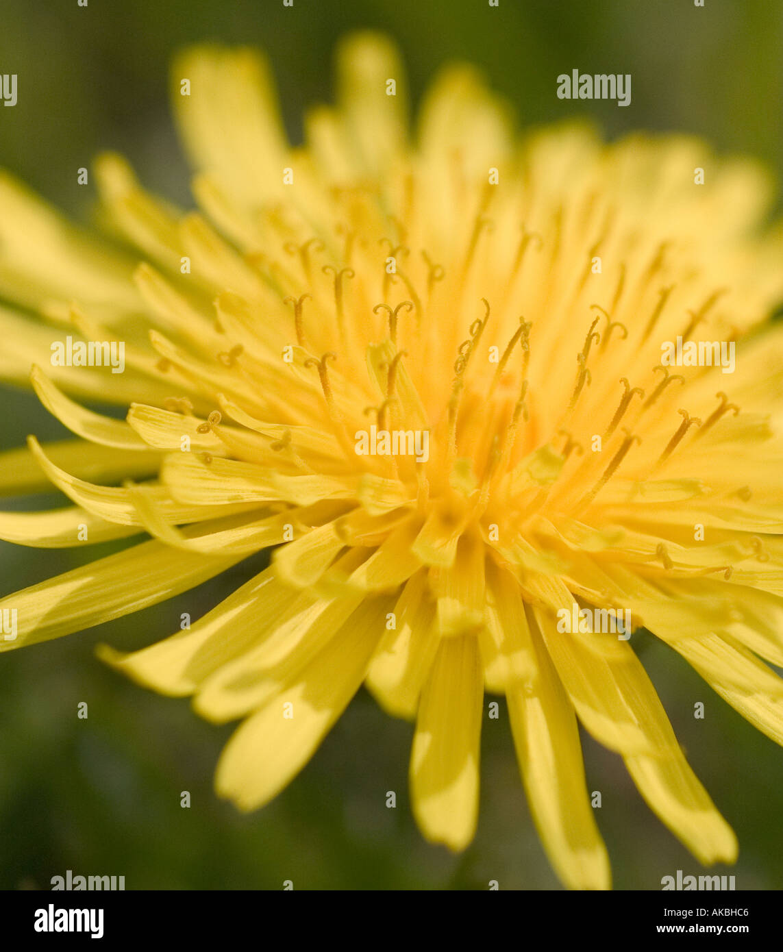 British Wildflowers. Dandelion, named from a corruption from the French ...