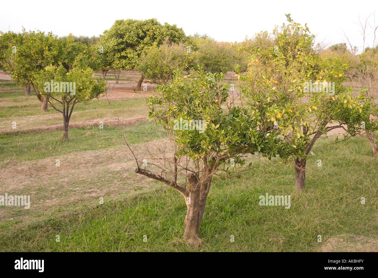 Morocco orange plantation hi-res stock photography and images - Alamy