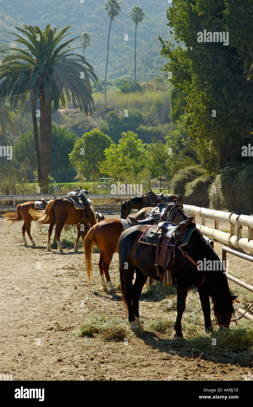 Horse riding stables Avalon Santa Catalina Island California Stock ...