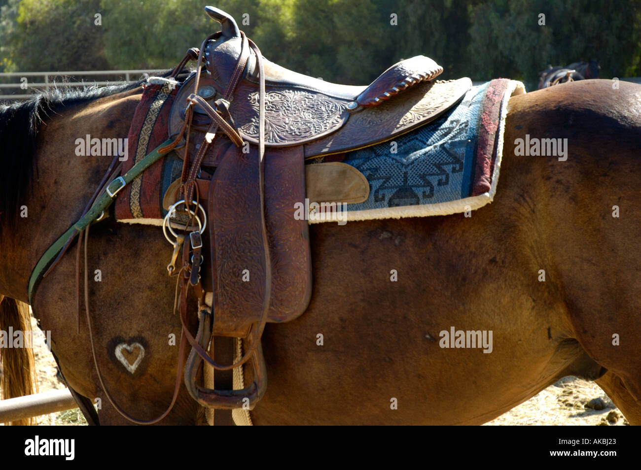 Horse riding stables Avalon Santa Catalina Island California Stock ...