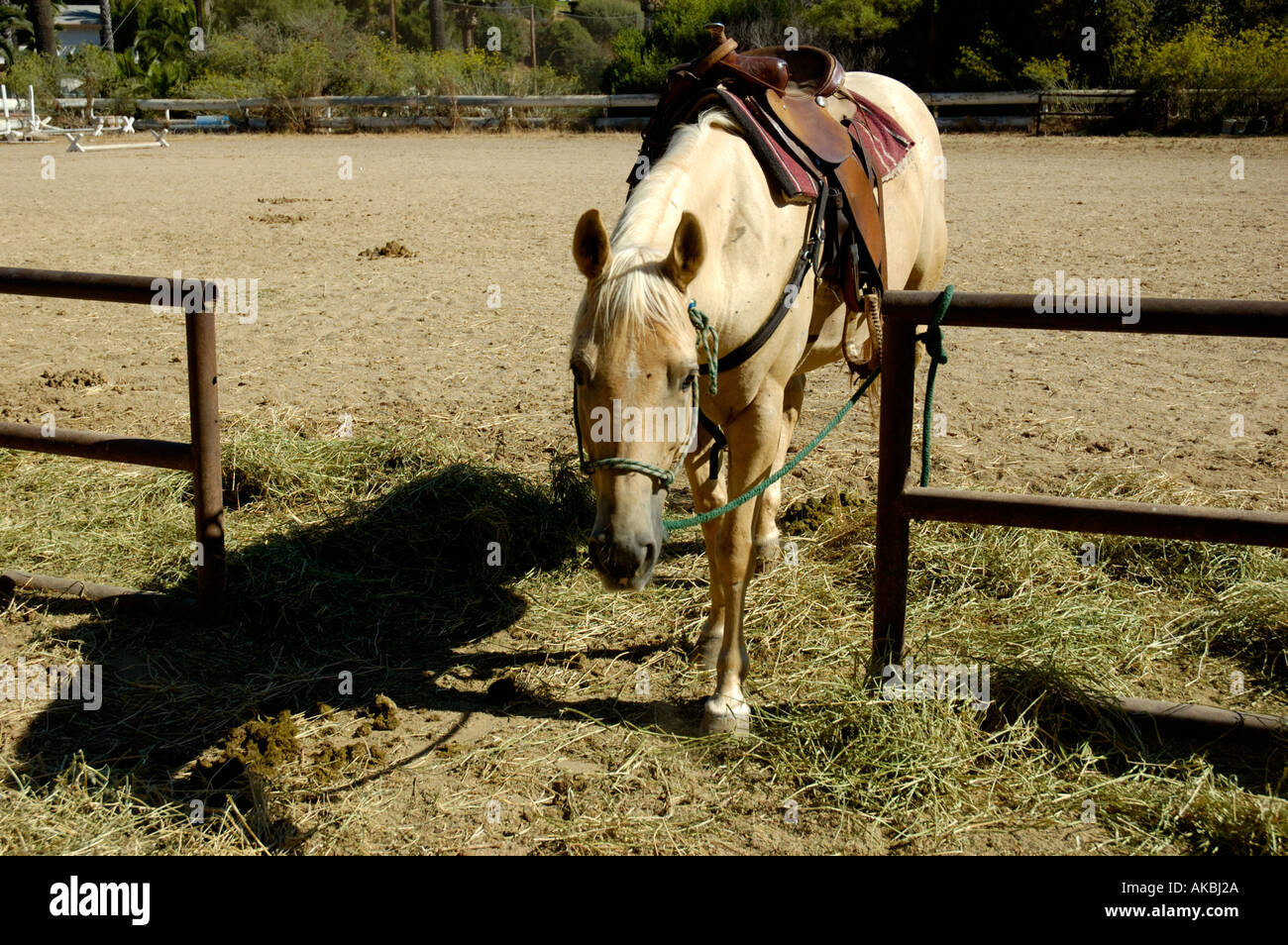 Horse riding stables Avalon Santa Catalina Island California Stock ...