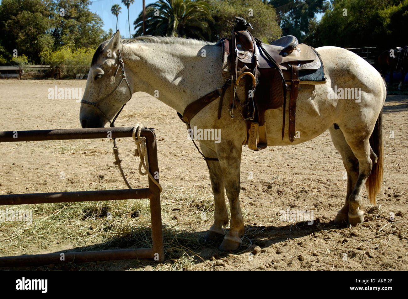 Horse riding stables Avalon Santa Catalina Island California Stock ...