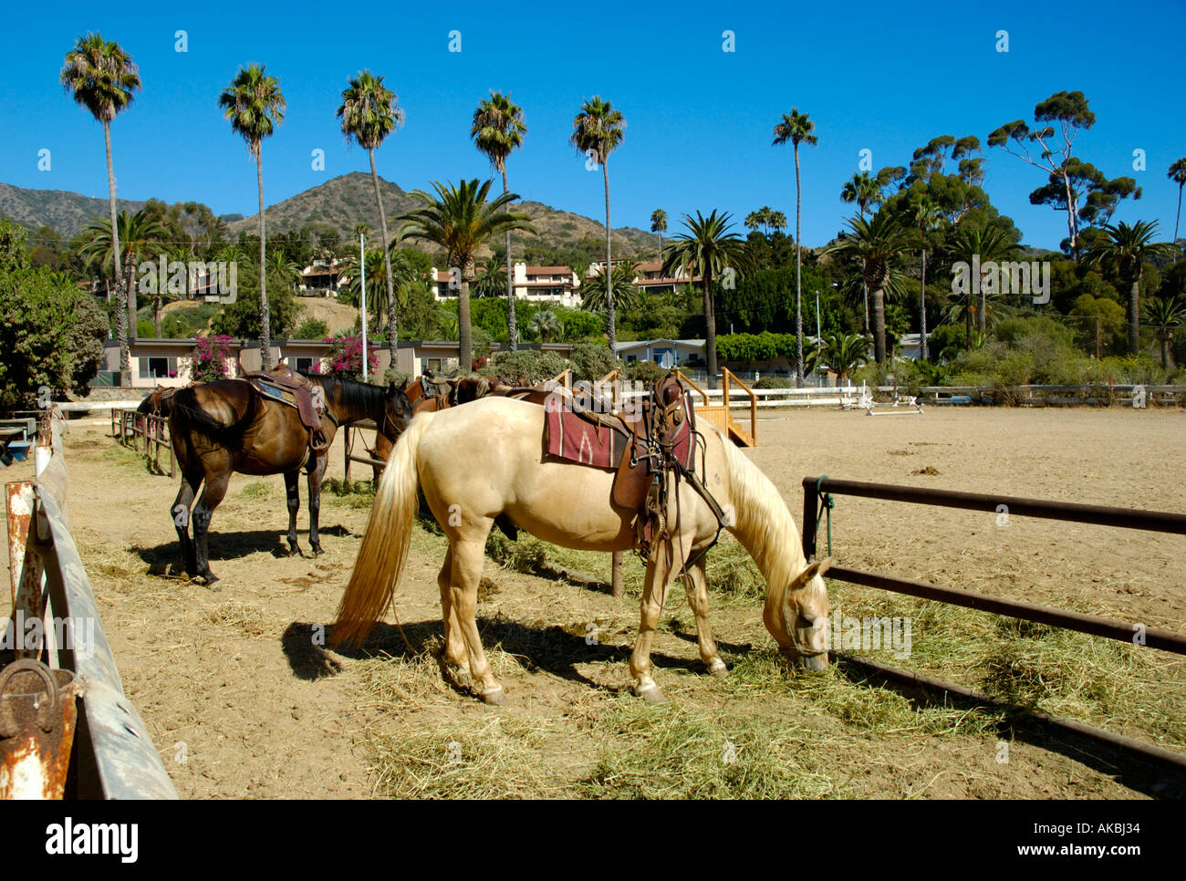 Santa catalina island tour hi-res stock photography and images - Alamy
