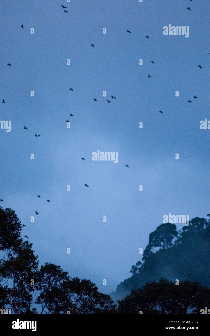 Flying foxes flying river hi-res stock photography and images - Alamy