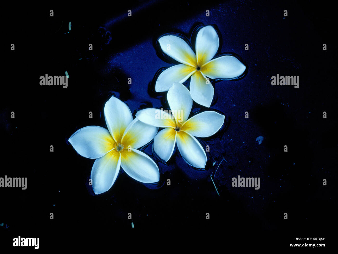 Frangipani plumeria rubra hawaii hi-res stock photography and images ...