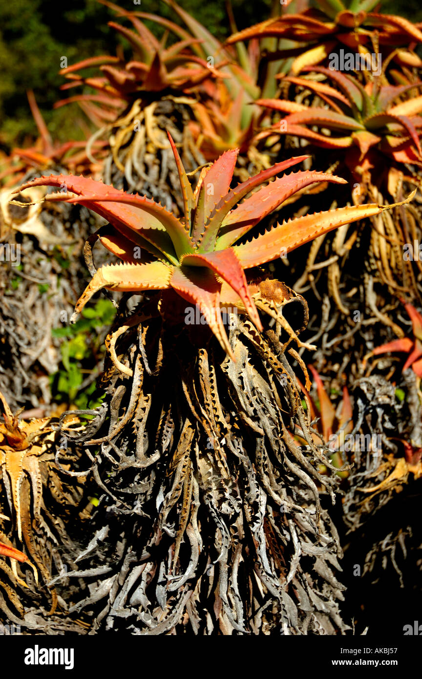 Aloe native to Africa is also known as lily of the desert the plant of ...