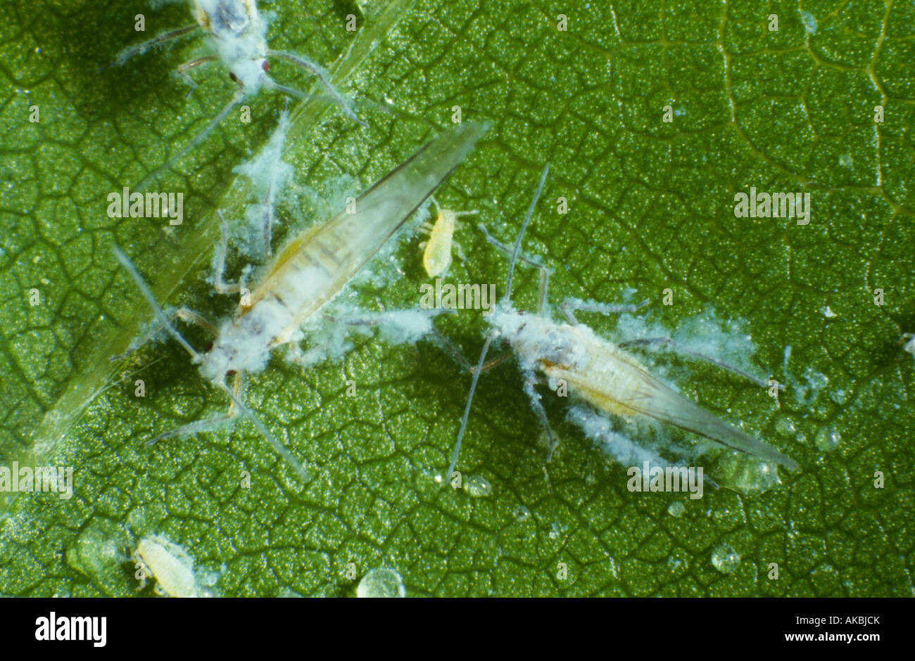 Beech aphid hi-res stock photography and images - Alamy