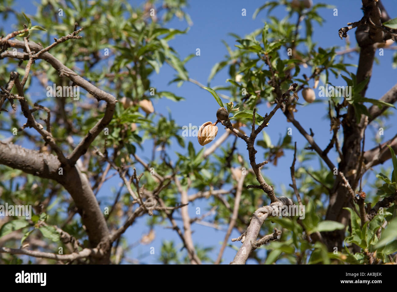 Africa almond almond tree almonds hi-res stock photography and images ...