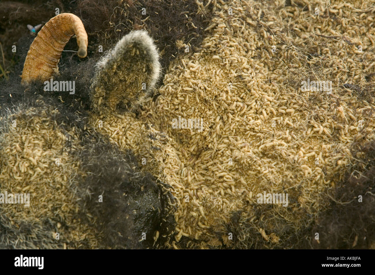 Sheep maggot fly hi-res stock photography and images - Alamy