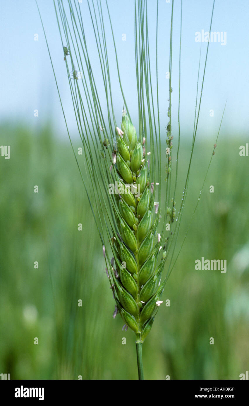 Grain aphid Sitobion avenae infestation on a barley ear Greece Stock ...