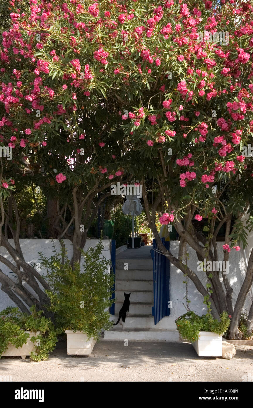 An Oleander arch creates an entrance to a garden in the village of ...