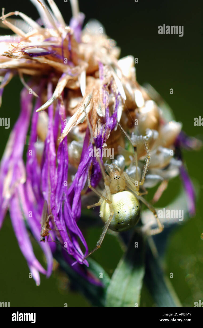 spider of flower Stock Photo - Alamy