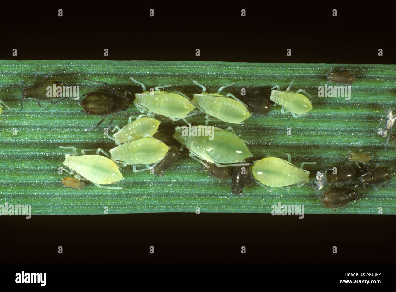 Rose grain aphids Metopolophium dirhodum on a barley leaf with grain ...