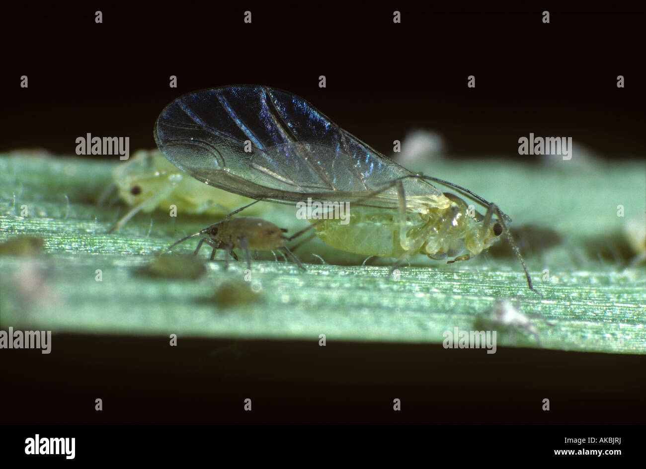Rose grain aphid Metopolophium padi winged alate aphid on a barley leaf ...