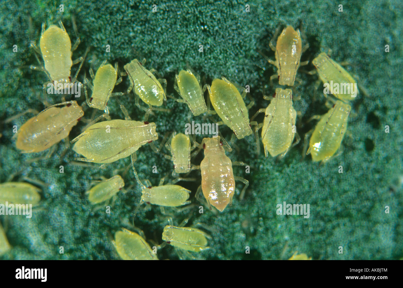 Peach potato aphids myzus persicae hi-res stock photography and images ...