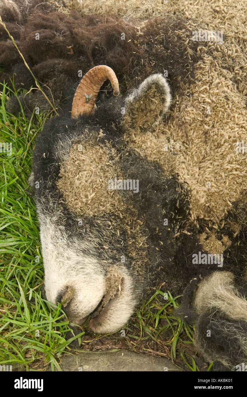 Sheep maggot fly hi-res stock photography and images - Alamy